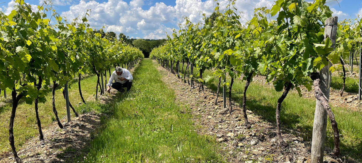 Type of vines of the appellation Cognac | Camus